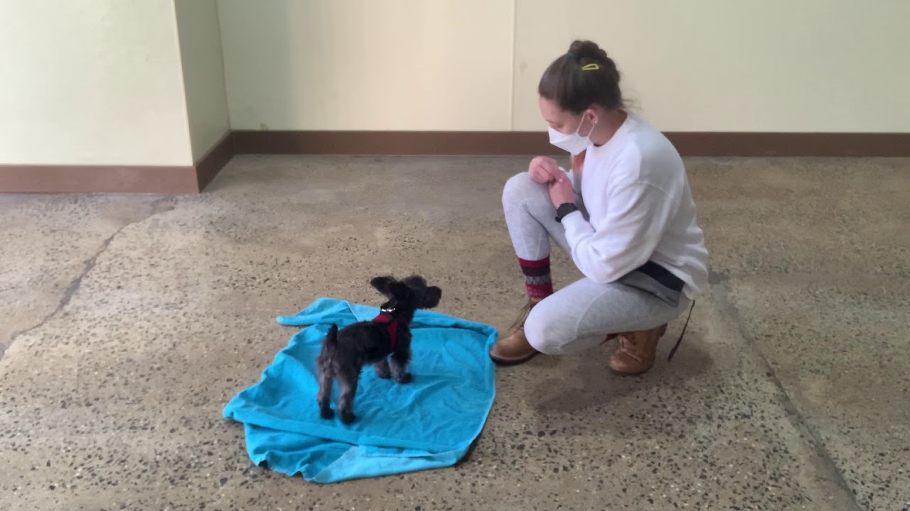 Maria The Dog Trainer & Daisy 12/11/2020 - YouTube
