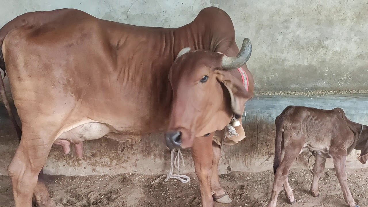 Dase gir cow sal goswami deyri farm indoli kishngard Rajasthan ...