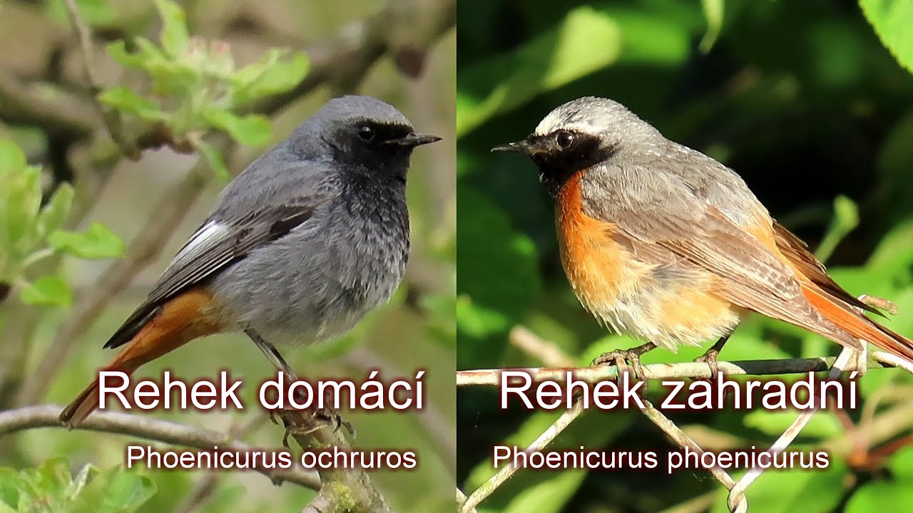 Srovnání rehek domácí a zahradní, zpěv, samci, samice, mláďata - YouTube