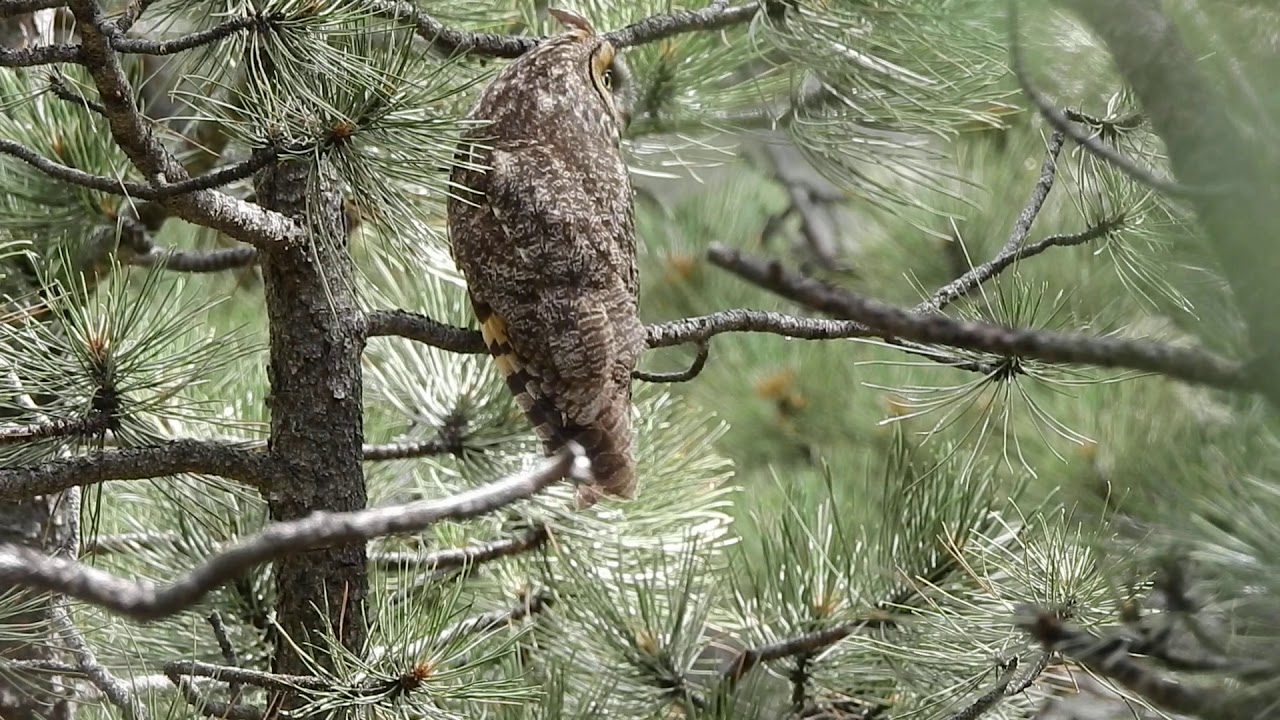 Long-eared Owl calling - YouTube