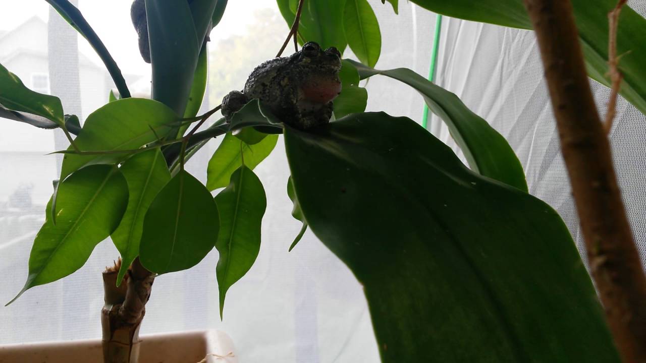 Copes Grey Tree Frog Call - YouTube