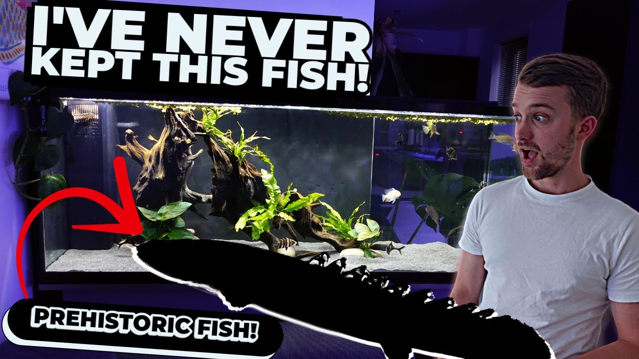 NEW PREHISTORIC FISH | MINI MONSTER FISH AQUARIUM - YouTube