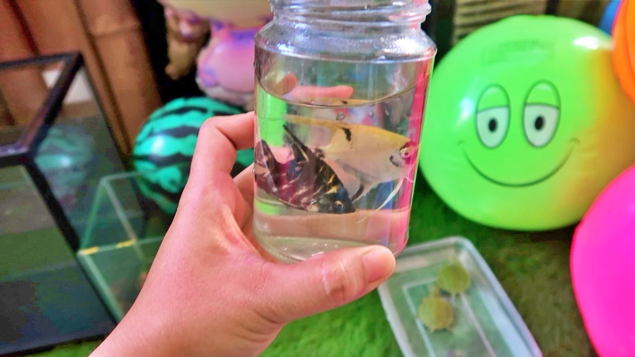 Horee....Meletus Balon Air Isi Belut !! Mencampur Banyak Ikan Hias ...