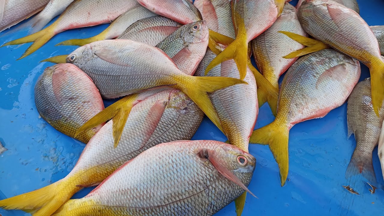 ikan lolosi hasil Mancing Nelayan Pulau Indonesian Fish fishing - YouTube