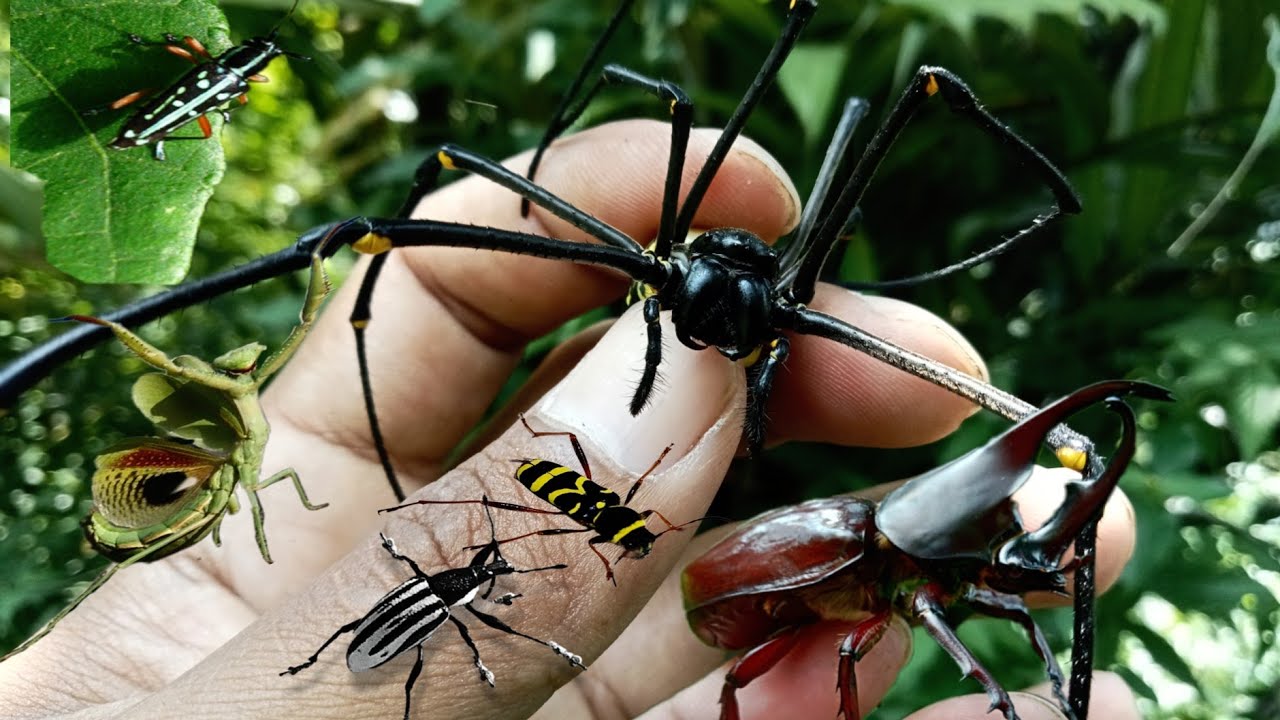 It's a very beautiful type of beetle, katydid, praying mantis - YouTube
