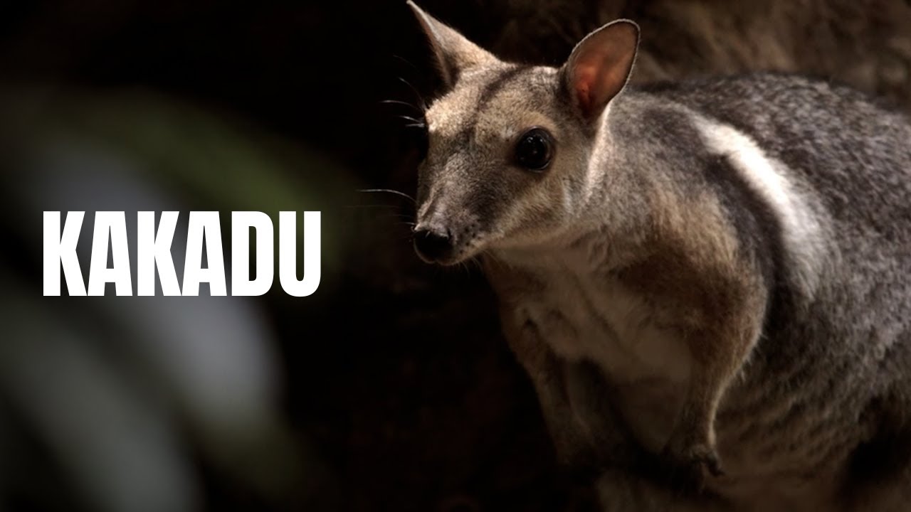 Understanding Kakadu's Small Animals | KAKADU (Now Streaming) - YouTube