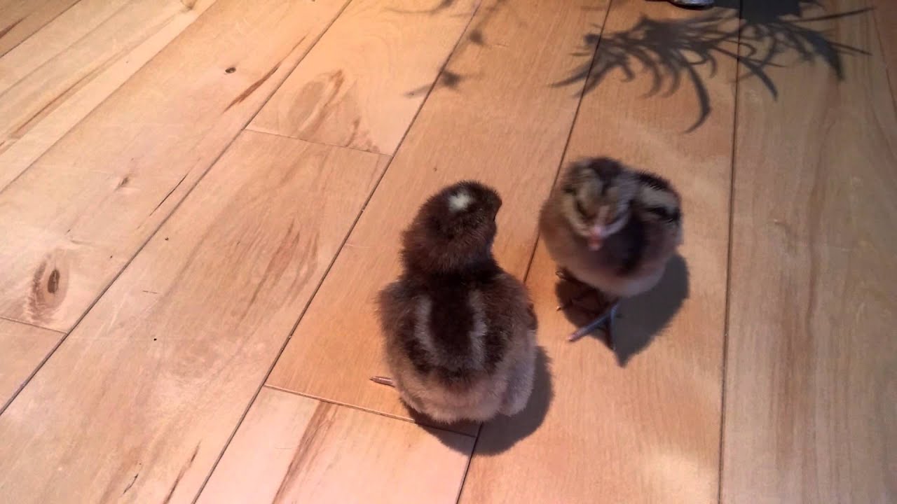 Sexing rhodebar chicks - YouTube