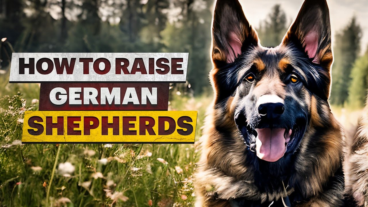 A Guide to Raising a Healthy and Well-Balanced German Shepherd - YouTube