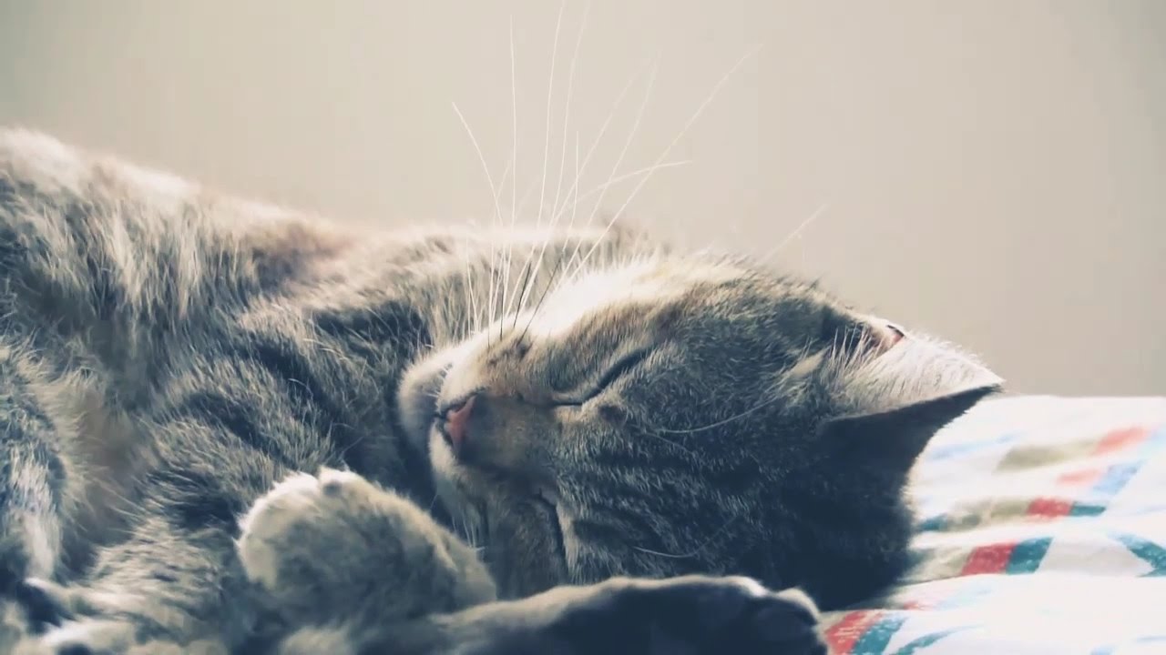 Cats dreaming - YouTube
