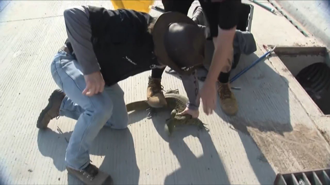 Reptile wranglers rescue lizard in Phoenix - YouTube
