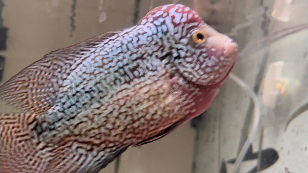 Flowerhorn 9.9 kamfa - YouTube