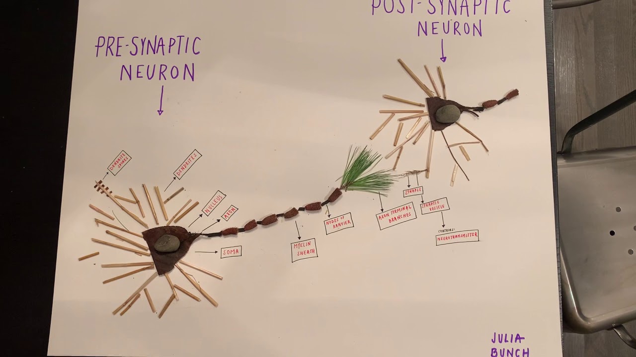 AP Psychology Neuron Model - YouTube