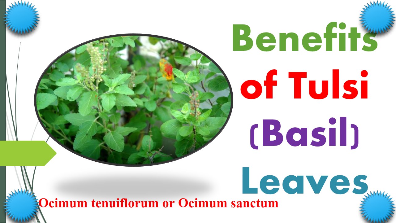 Tulsi seeds plant leaves uses and benefits Holy Basil plant - YouTube