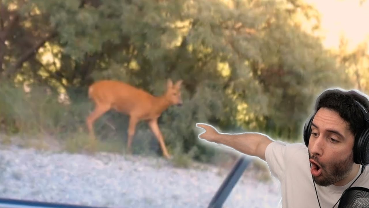 Mario Kart match gets interrupted by a DEER - YouTube