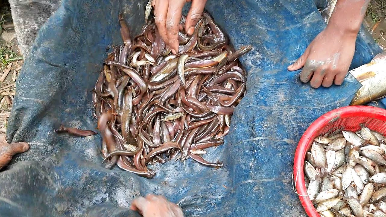 Anabus Testudinus Fishing Video | Find & Catch Snakehead Fish and ...