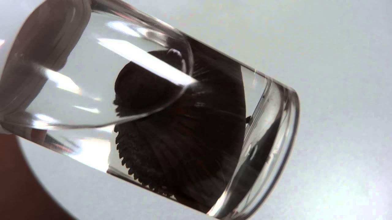 鉄のウロコを持つ貝スケーリーフット(ウロコタマフネガイ)の標本/Crysomallon squamiferum/JAMSTHEC一般公開 ...