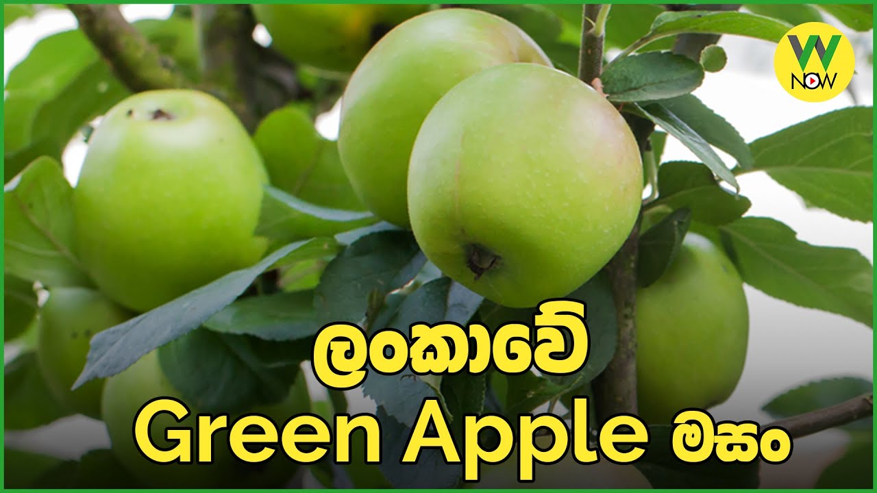 ලංකාවේ Green Apple මසං - YouTube