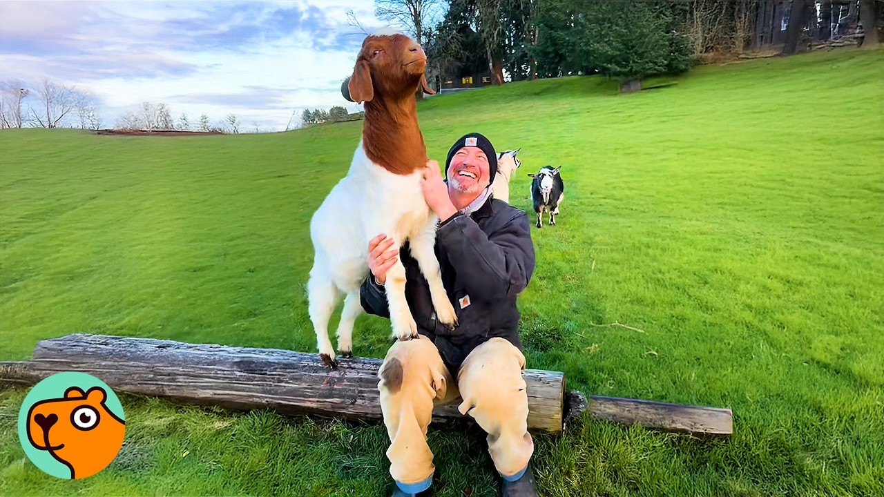 Bossy Goat Demands A “Scratch Tax” From Every Visitor | Cuddle Buddies ...