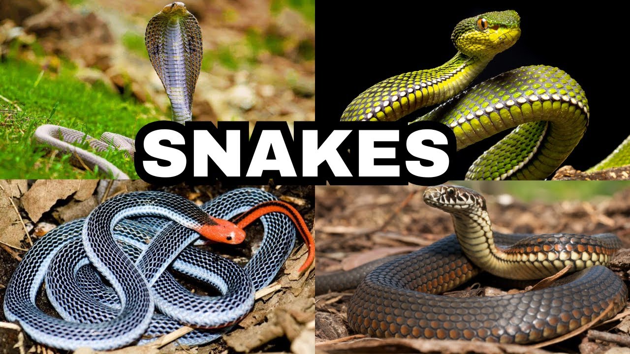 Snakes | All About Snakes for Kids: Learn about Snakes for Children ...