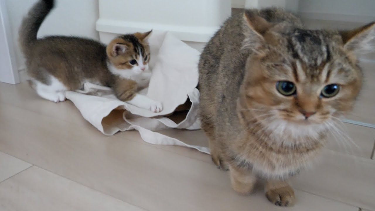 Cute cat Charo was found hiding in a tote bag by kitten Nico. - YouTube