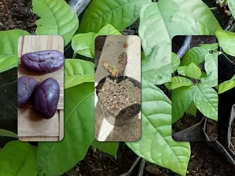 Easy Way of Growing Cocoa (Chocolate Tree) From Seeds - YouTube
