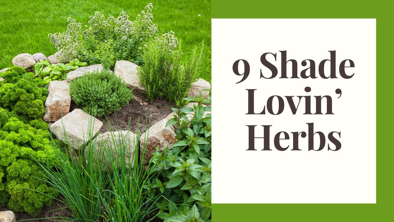 Herbs That Thrive in Partial Shade (3 - 5 hours of sun per day) - YouTube