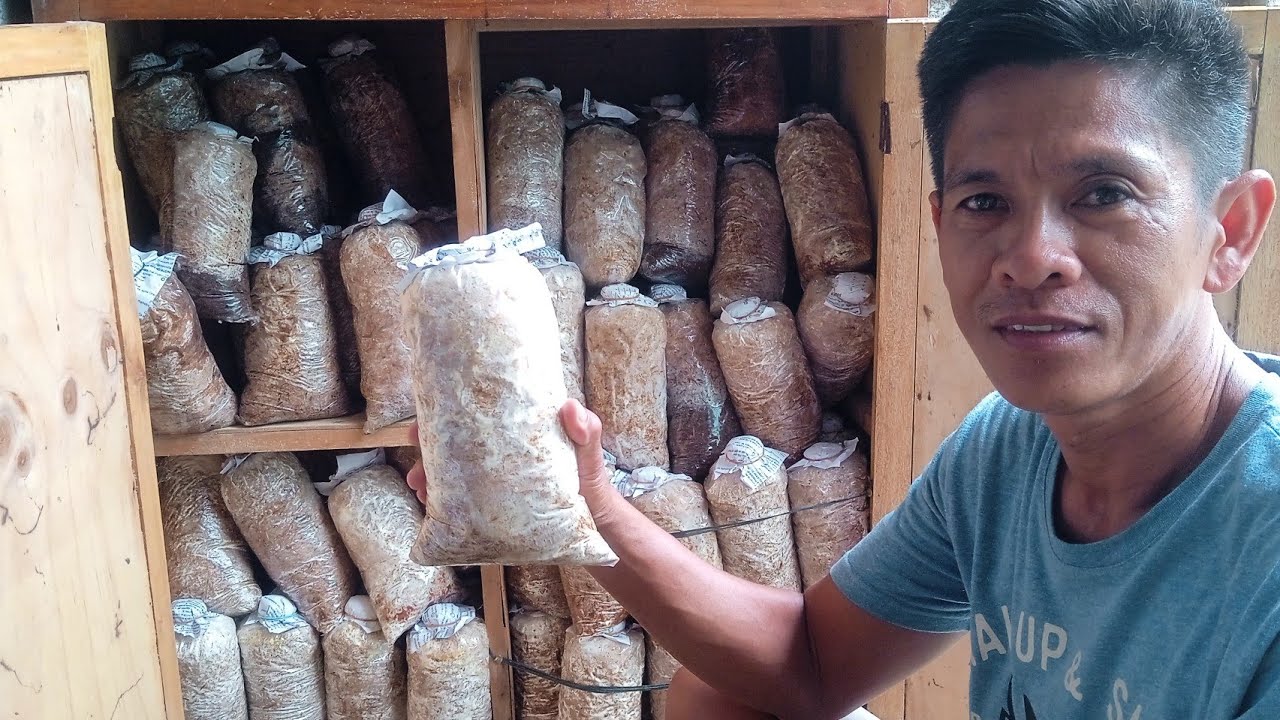 Fully colonized Oyster Mushroom Fruiting bags @agrisikap - YouTube
