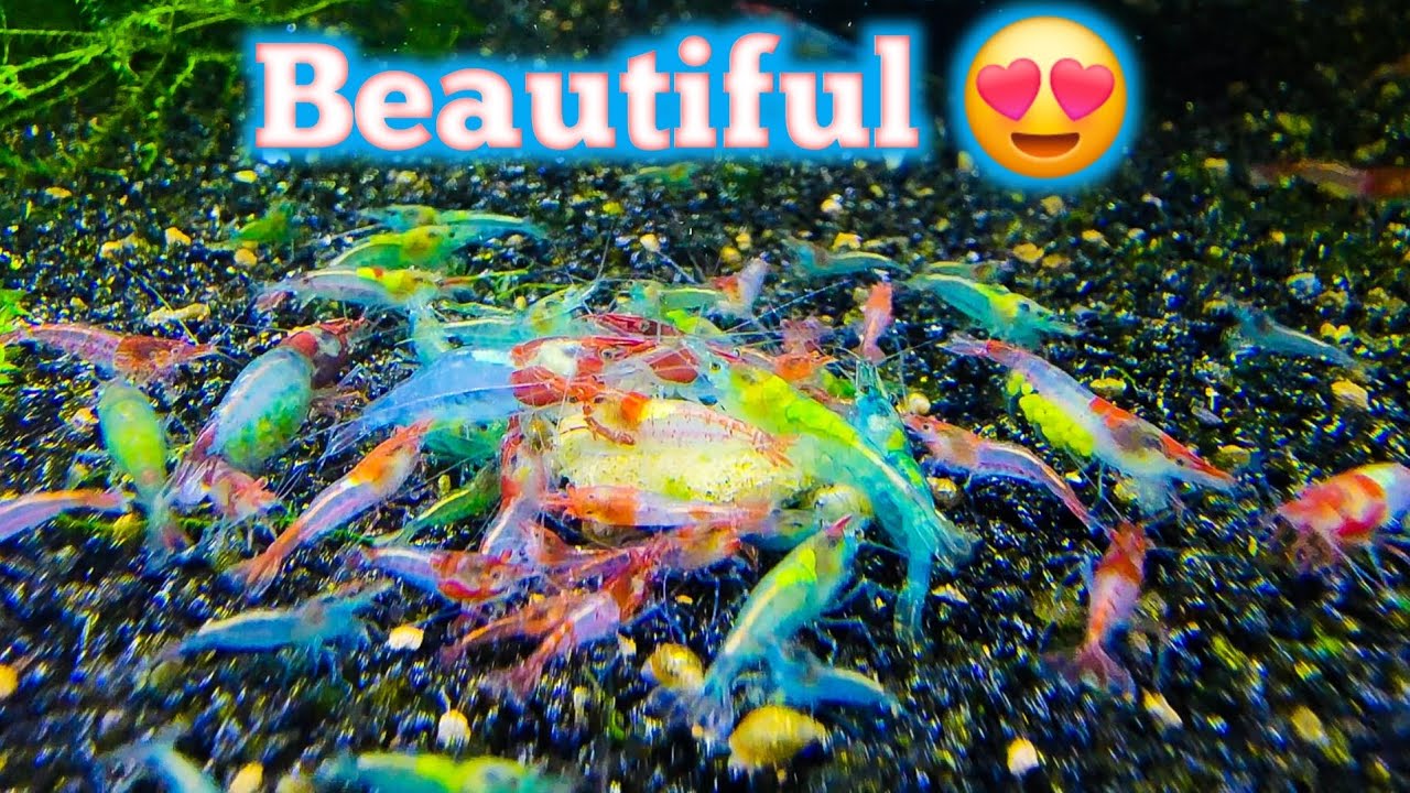 Mixing Shrimp Colors - Creating the Shrimp I Dream About - YouTube