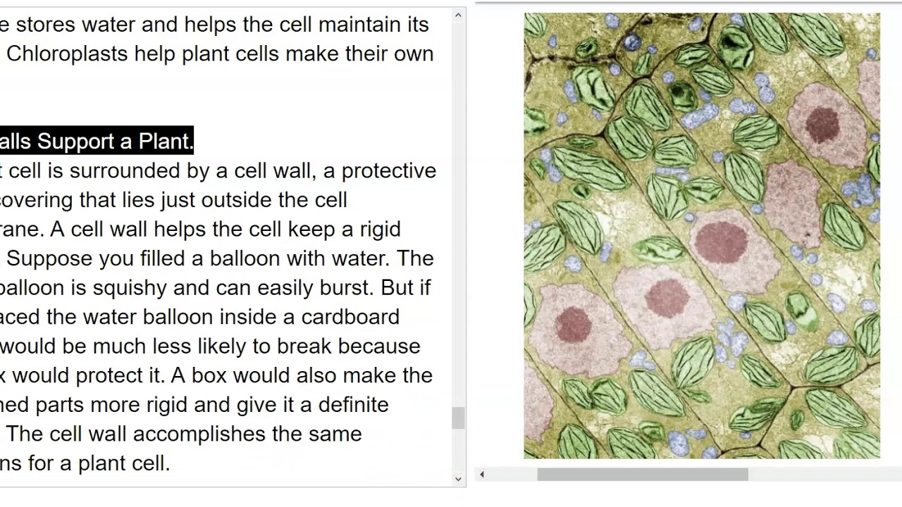 TCI Chapter 7 Section 3 - YouTube