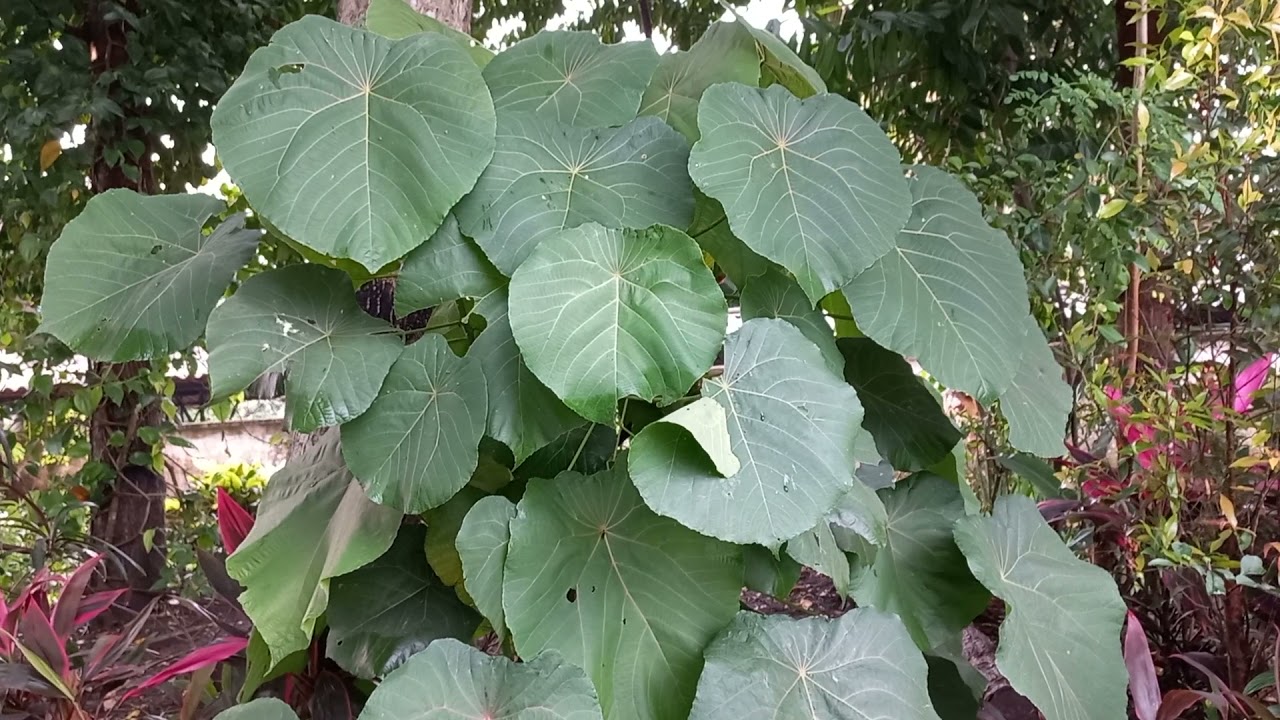 daun lebar bentuk hati pohon timoho - YouTube