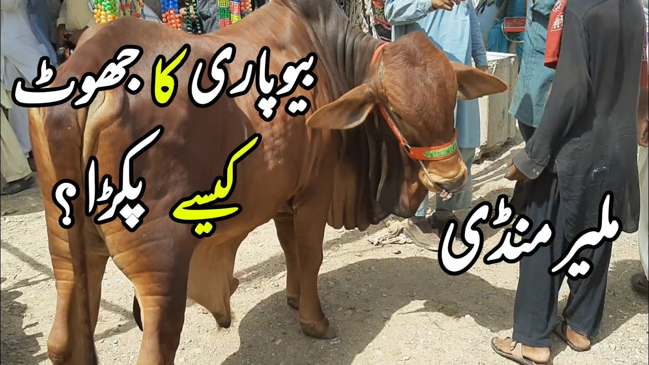 Beopari Ka Jhoot Kaise Pakra ? | Malir Mandi Rates | Bakra Eid 2022 ...