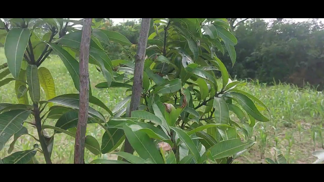 Adika Digubadi Vache Three Years Mango Trees Please Subscribe and Like ...