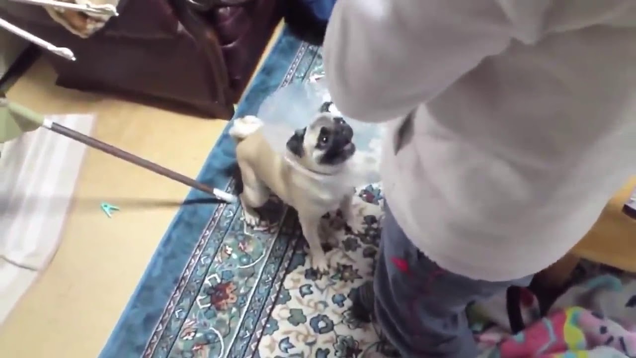 Top 10 pranks of dogs😂🤣 - YouTube