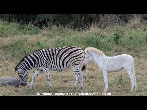 A very rare white zebra foal near a waterhole