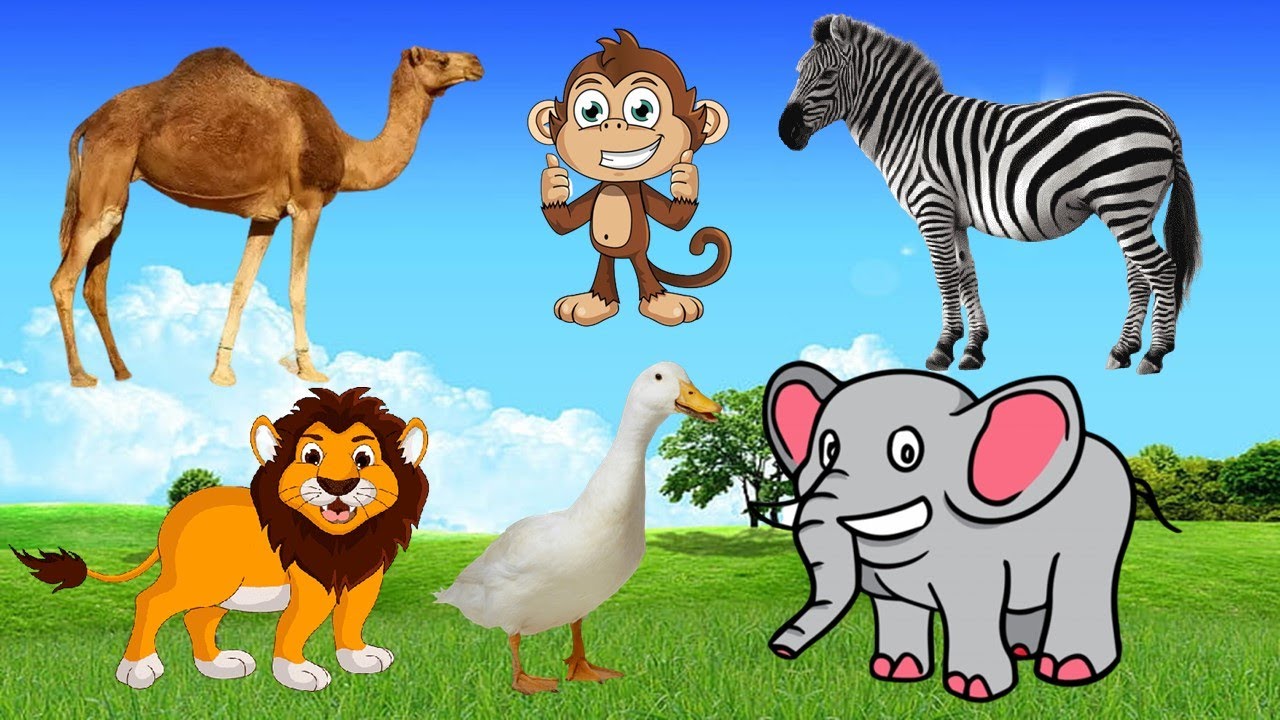 Beautiful animals Sounds : Camel, Monkey, Zebra, Lion, Duck, Elephant ...