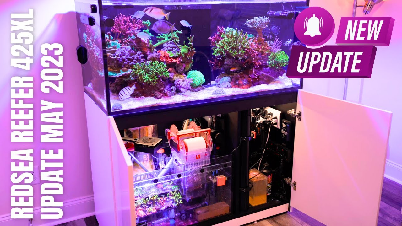 NEW Frag Tank in the Reef Tank Sump !!! RedSea Reefer Saltwater ...