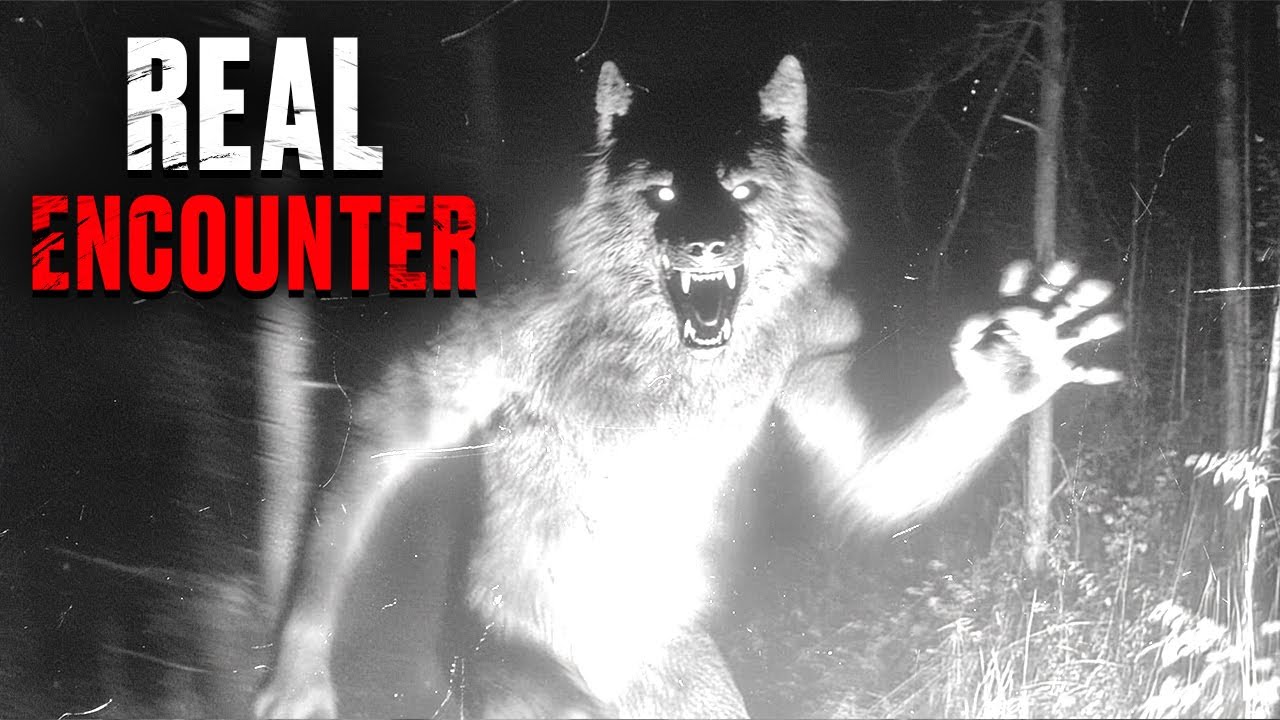 6 Real Dogman Sightings: The Investigation Continues... - YouTube