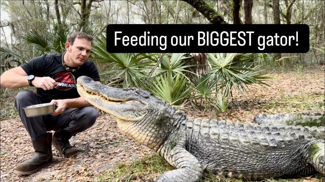 Feeding our BIGGEST gator! - YouTube
