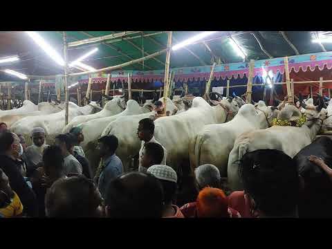 Biggest Goru of Fatulla Haat 😱😱🐂 #shorts #gorurhat