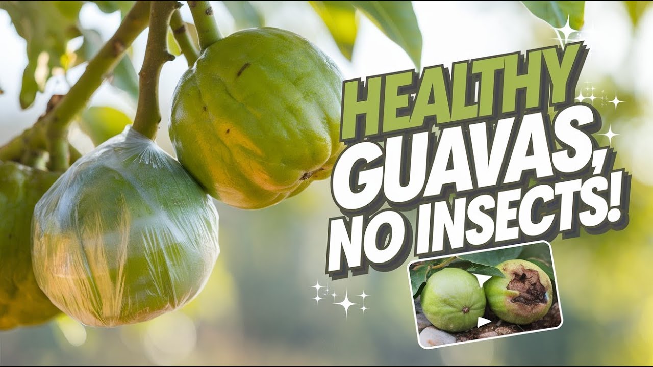 How to nourish and take care guavas on tree to keep them healthy and ...