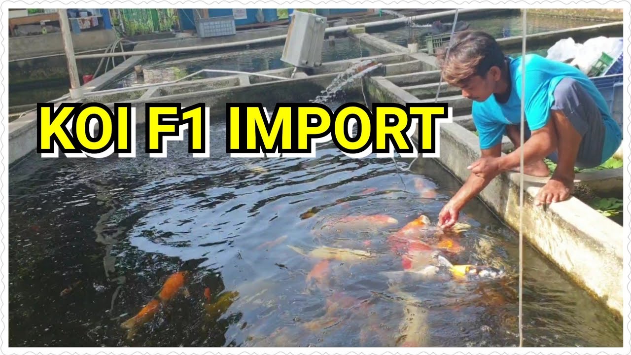 IKAN KOI F1 JEPANG (CIKARANG KOI CENTER) - YouTube