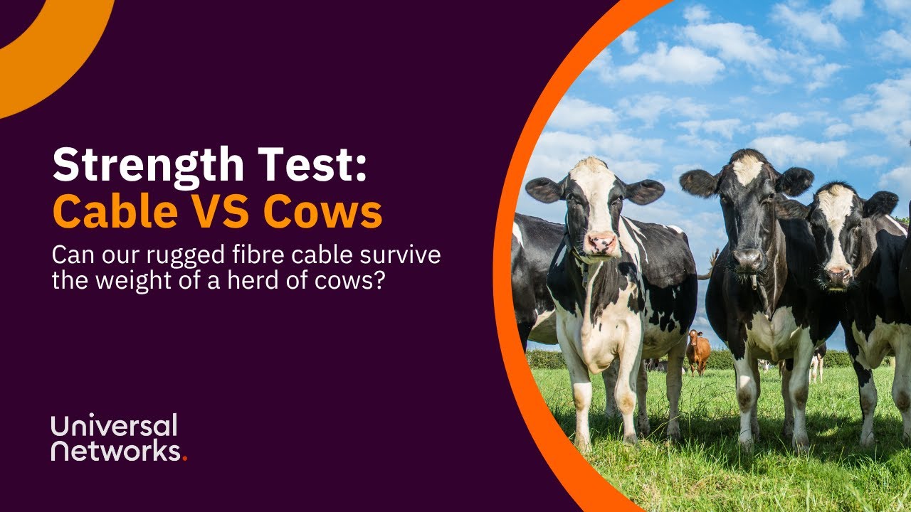 ArmourLux- Cows Vs Cables- Fibre Optic Network Cables For Connectivity ...