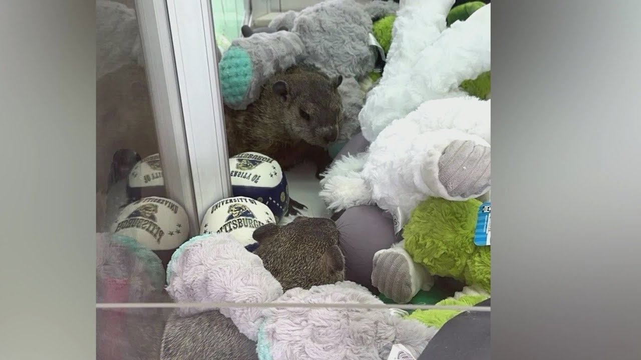 Groundhog rescued from claw machine at Pennsylvania mini golf course ...