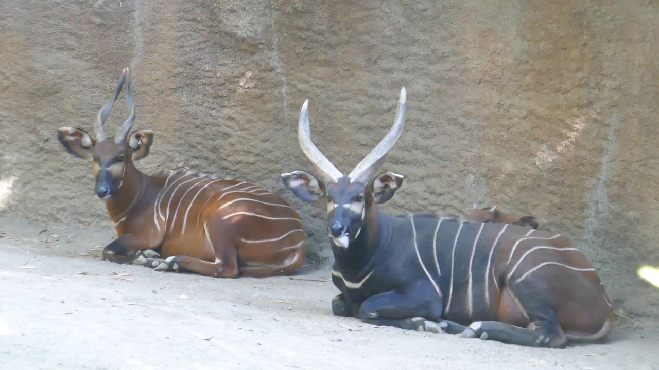 Mountain Bongos Baby Bongo LA Zoo Los Angeles California USA November ...
