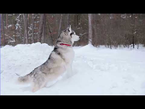 Heartwarming Video of Alaskan husky: HD Quality