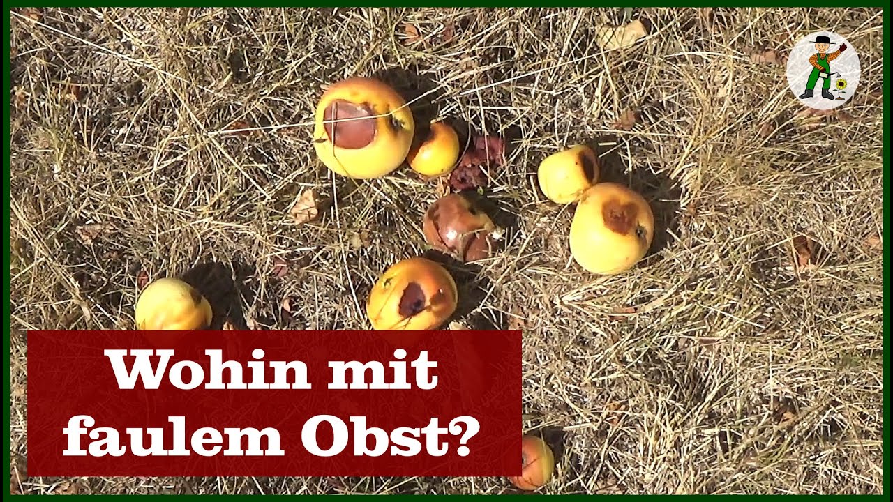 Faules Obst, wohin damit? - YouTube