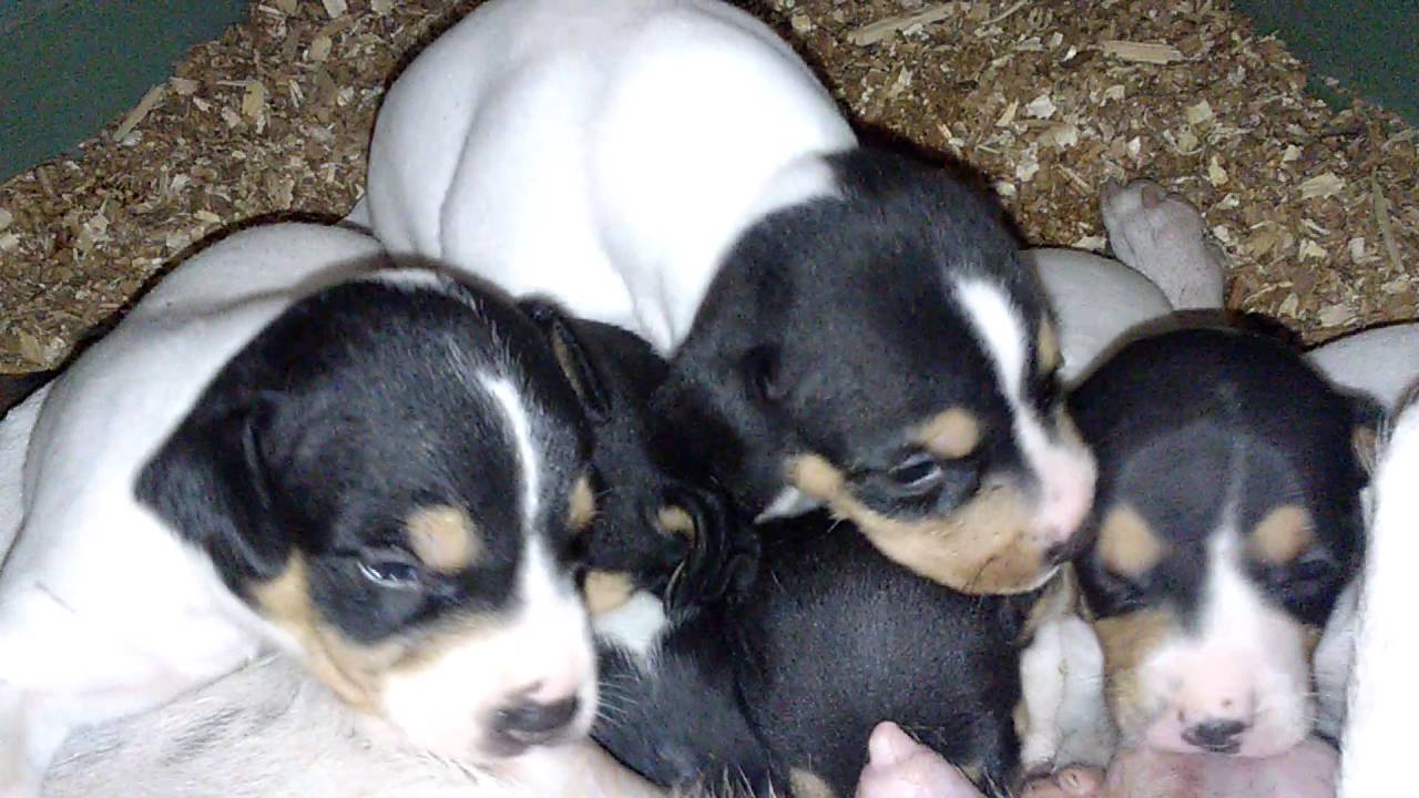 Ratonero bodeguero andaluz - YouTube