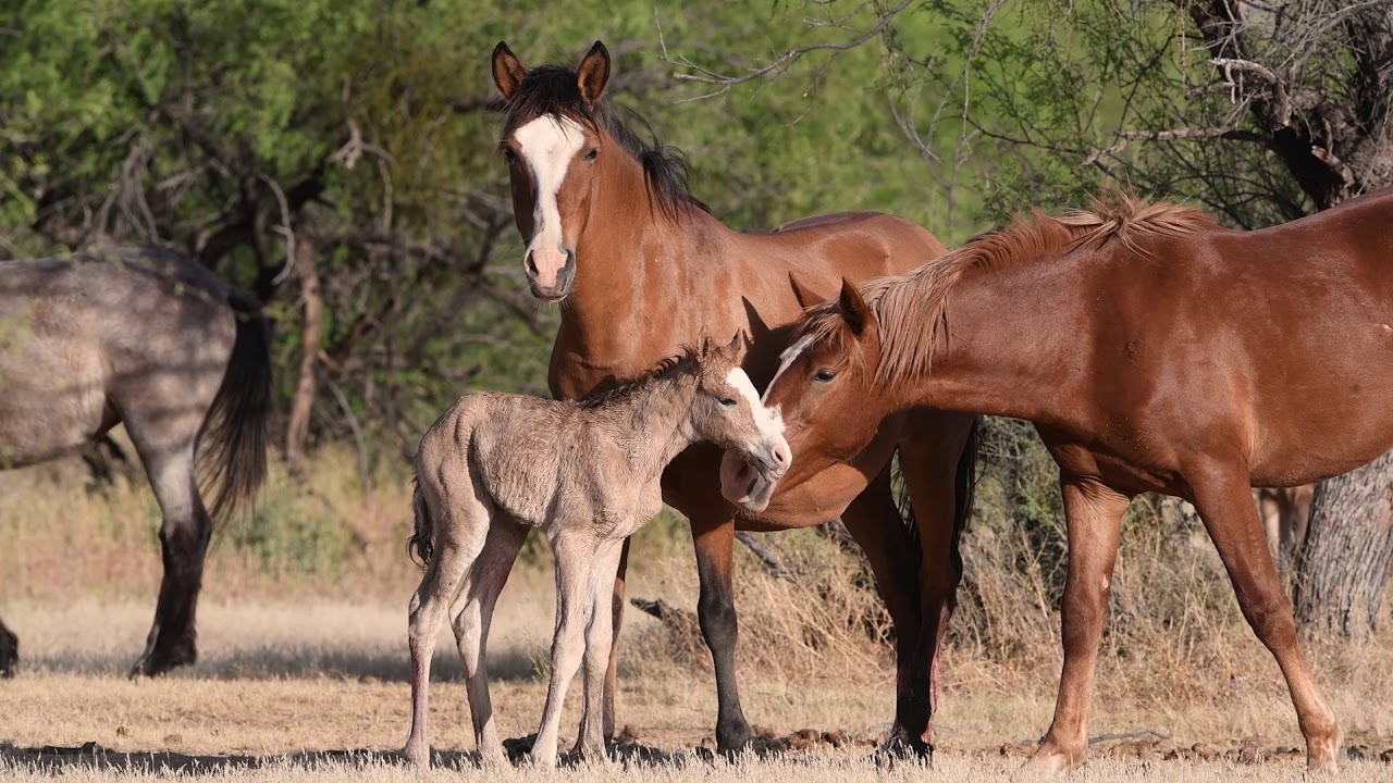 Birth of a wild horse, Amazing! - YouTube
