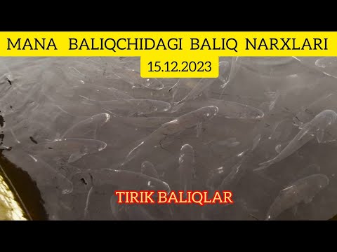 BALIQCHIDA BALIQ NARXLARI BILAN TANISHING#BALIQCHIBOZOR#baliqchi