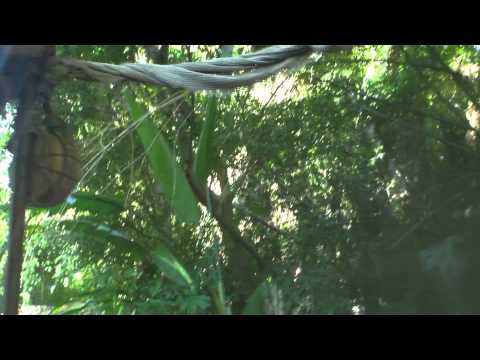jungle cruise ride disneyland FULL RIDE